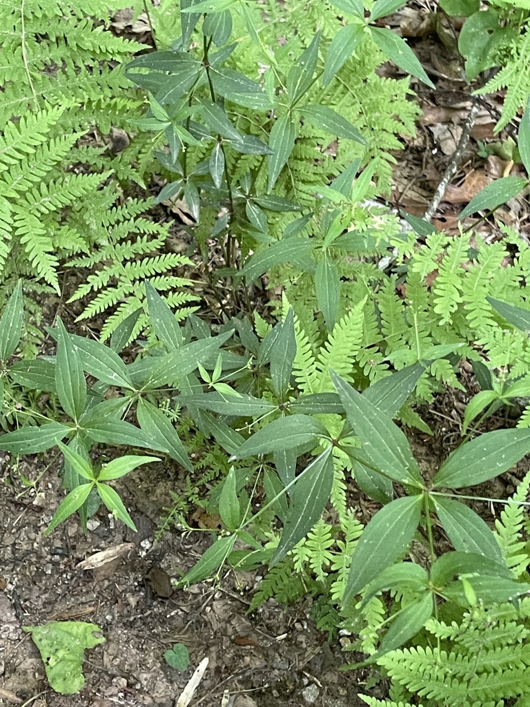 Purple Bedstraw from Blairsville, GA, US on May 31, 2023 at 10:10 AM by ...