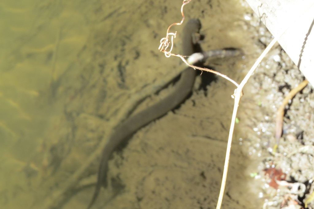Western Lesser Siren from Lewisville, TX, USA on December 01, 2018 at ...