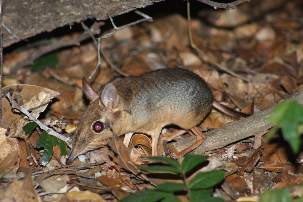 Four-toed Sengi from Ruvu South Forest Reserve on August 27, 2012 by ...