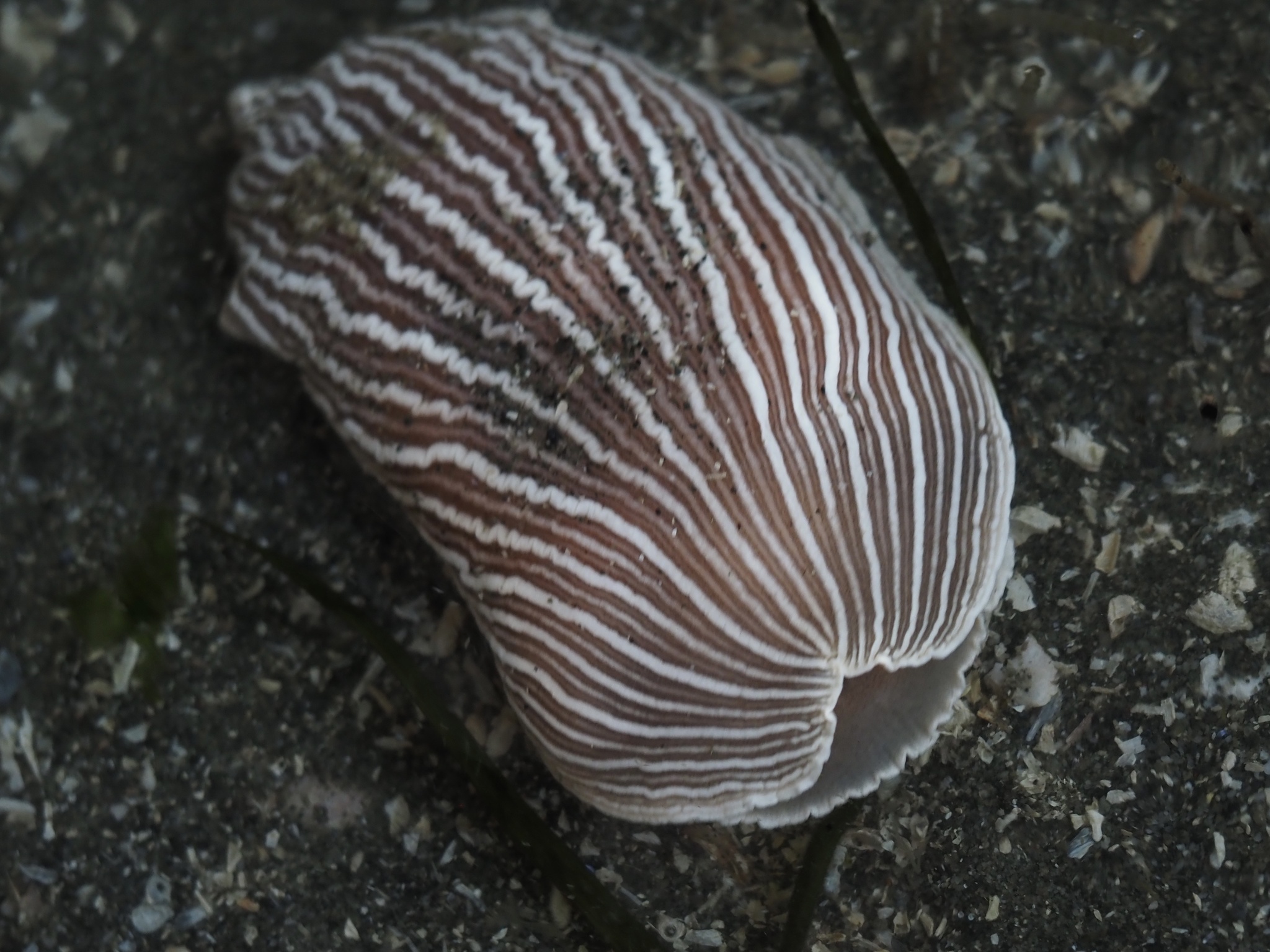Armina californica (J.G.Cooper, 1863)