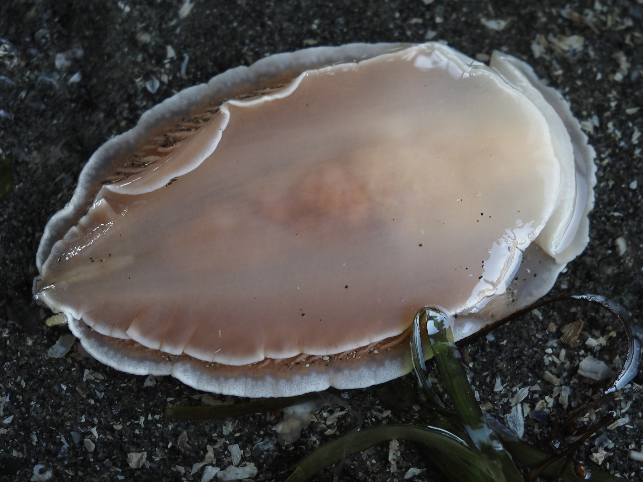 Armina californica (J.G.Cooper, 1863)