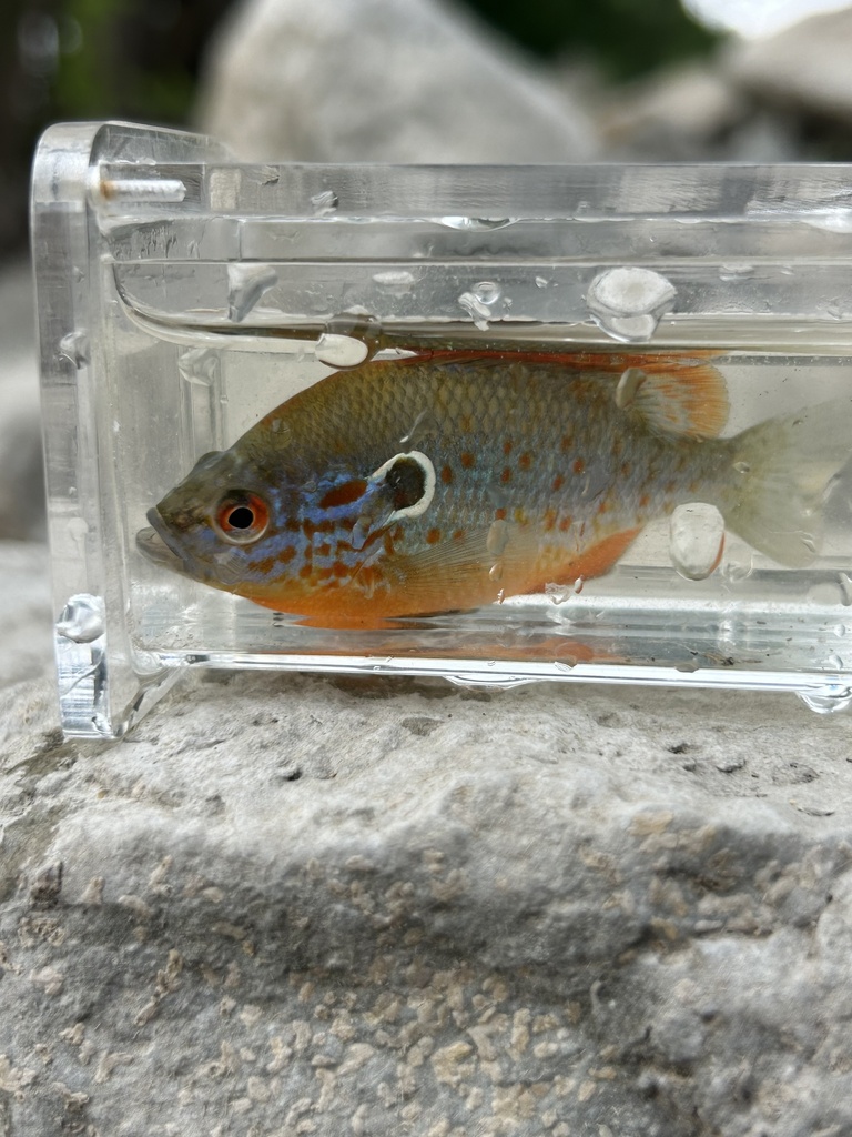 Orangespotted Sunfish from Lake Isabelle, Hastings, MN, US on June 5 ...