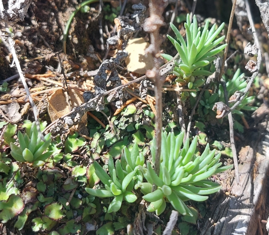 Villadia squamulosa from Big Bend National Park, TX 79834, USA on June ...