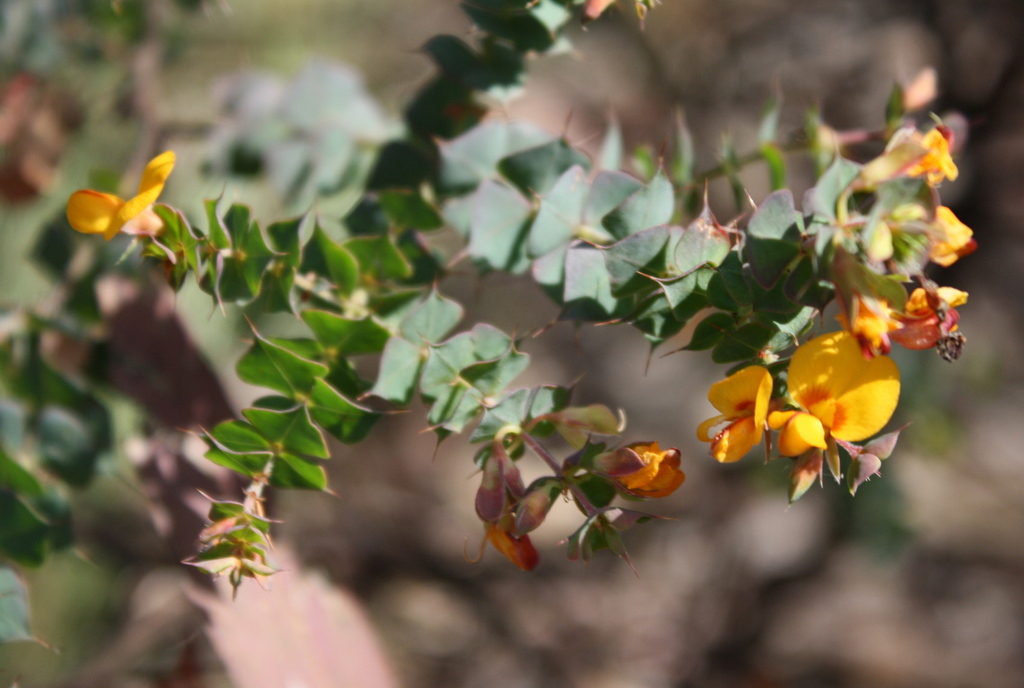 spiny bush-pea from Anstead QLD 4070, Australia on September 8, 2009 at ...