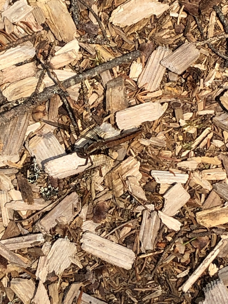 Chalk-fronted Corporal from Route 105, Queensbury, NB, CA on June 2 ...