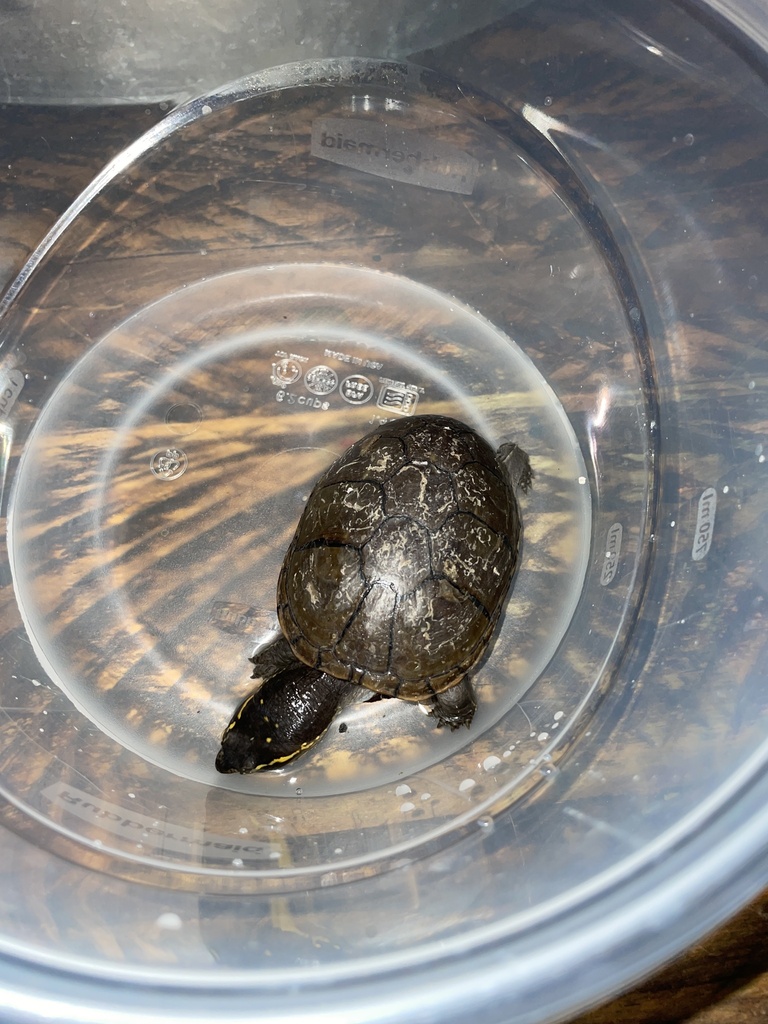 Eastern Mud Turtle from Ironwood Ln, Baytown, TX, US on June 6, 2023 at ...