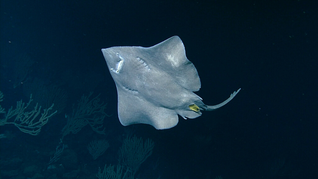 Pacific White Skate (Bathyraja spinosissima) - Marine Life Identification