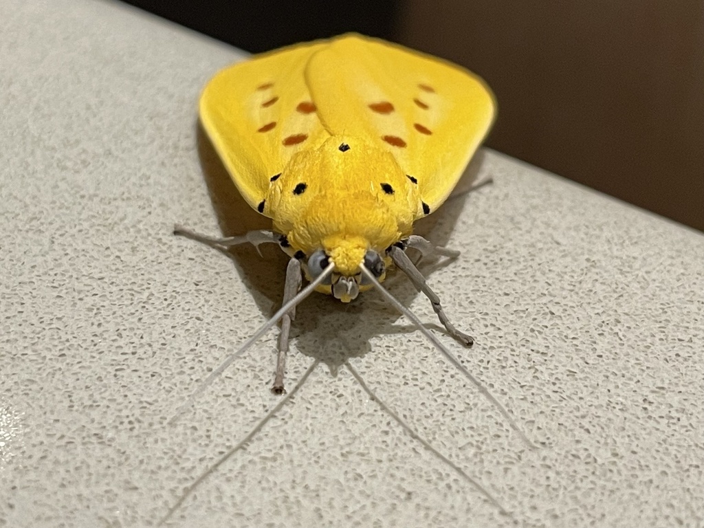 Yellow Tiger Moth from Indiana Pl, Kuluin, QLD, AU on June 6, 2023 at ...