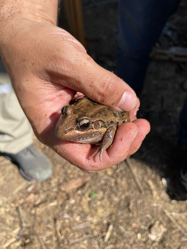 Criolla Frog from Rua Zenoth Jaccoud, Casimiro de Abreu, RJ, BR on June ...