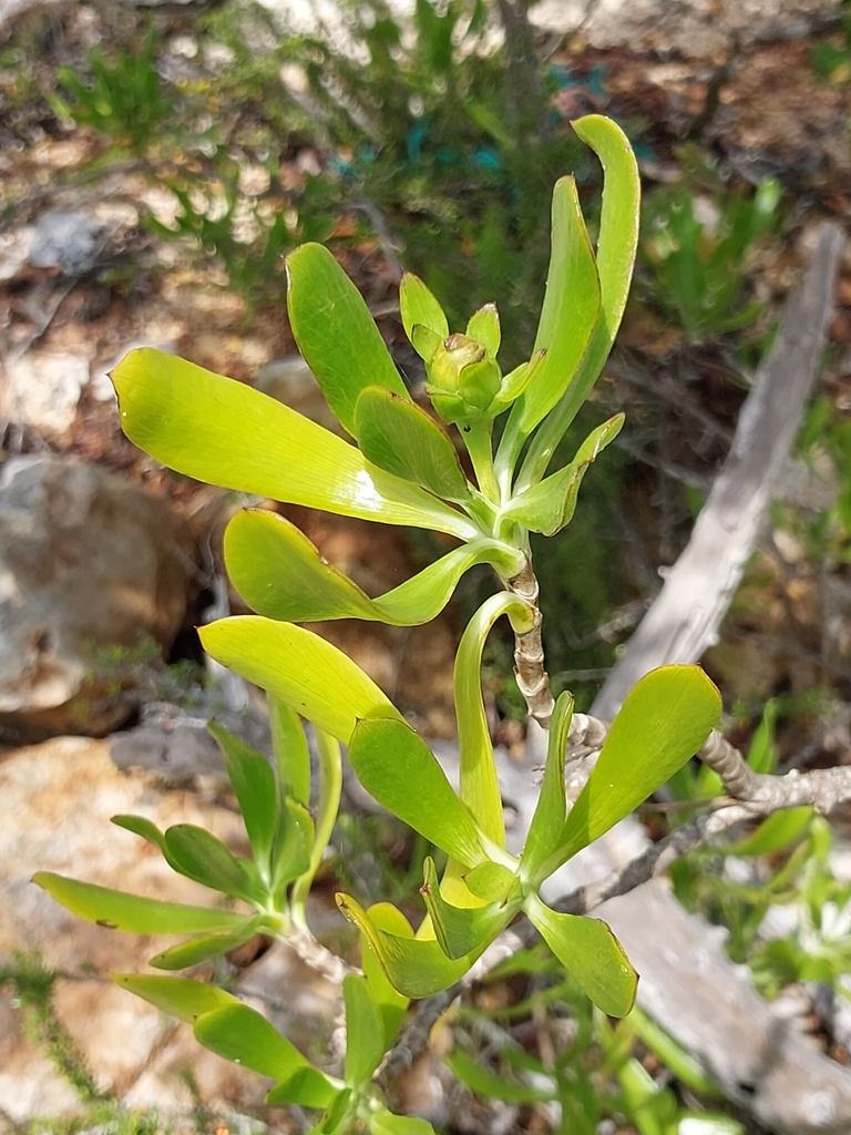 Tree Seaside Tansy from South Caicos and East Caicos, TC on June 6 ...