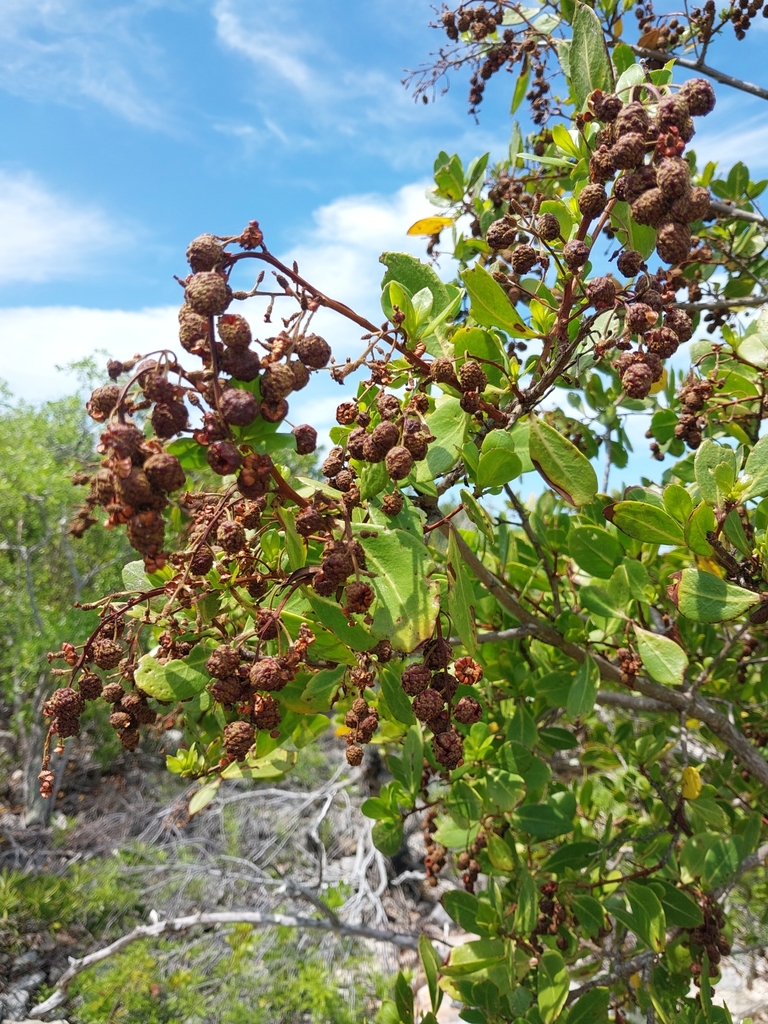 Green Buttonwood from South Caicos and East Caicos, TC on June 6, 2023 ...