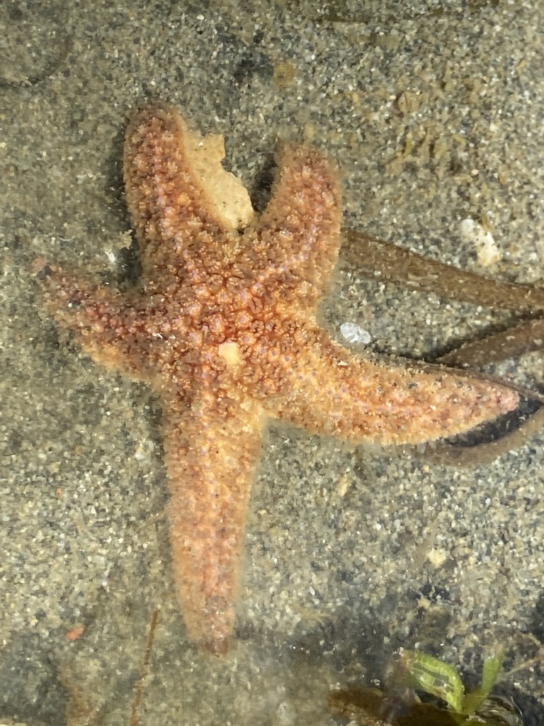 Giant Pink Sea Star in June 2023 by Andrea Wuenschel · iNaturalist
