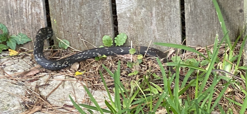 Buttermilk Racer from E Evangeline Oaks Cir, Conroe, TX, US on June 6 ...