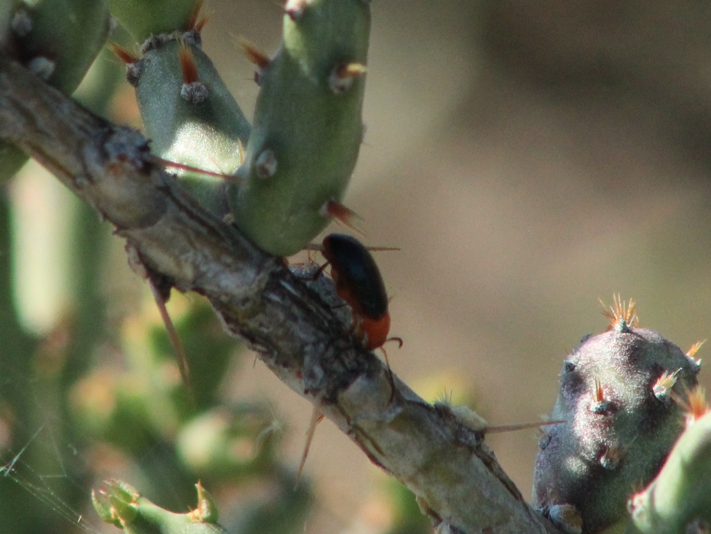 Flea Beetles from Meoqui, Chih., México on June 5, 2023 at 09:36 AM by ...