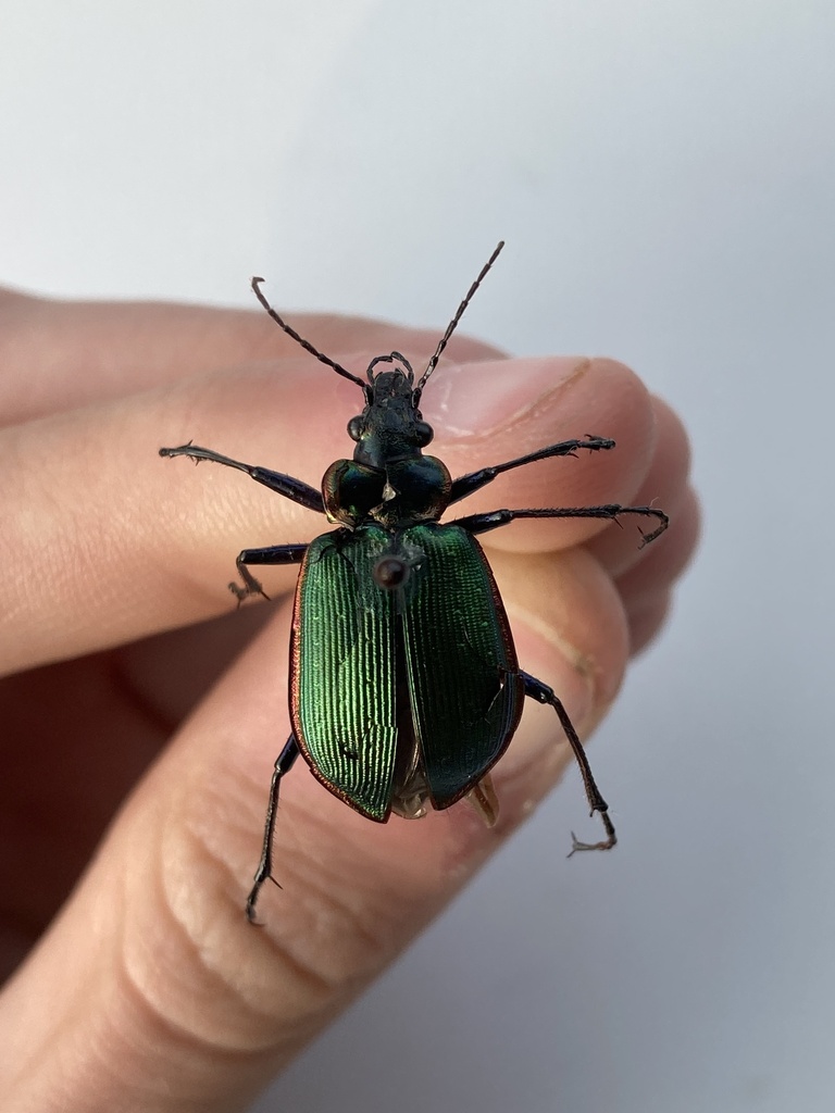 Caterpillar-hunter Beetles from Blue Jay Dr, Washington, MO, US on May ...