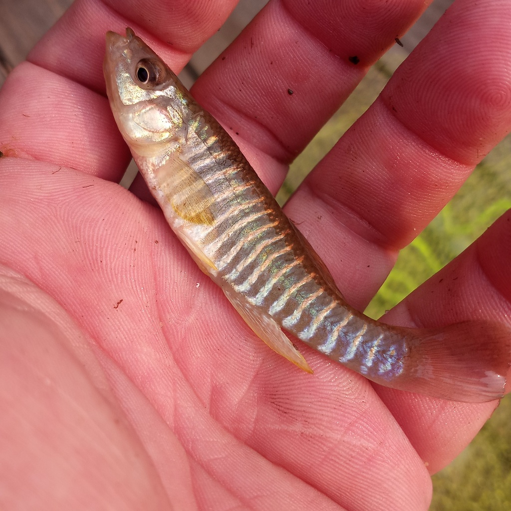 banded killifish from Caroline County, MD, USA on June 6, 2023 at 05:23 ...