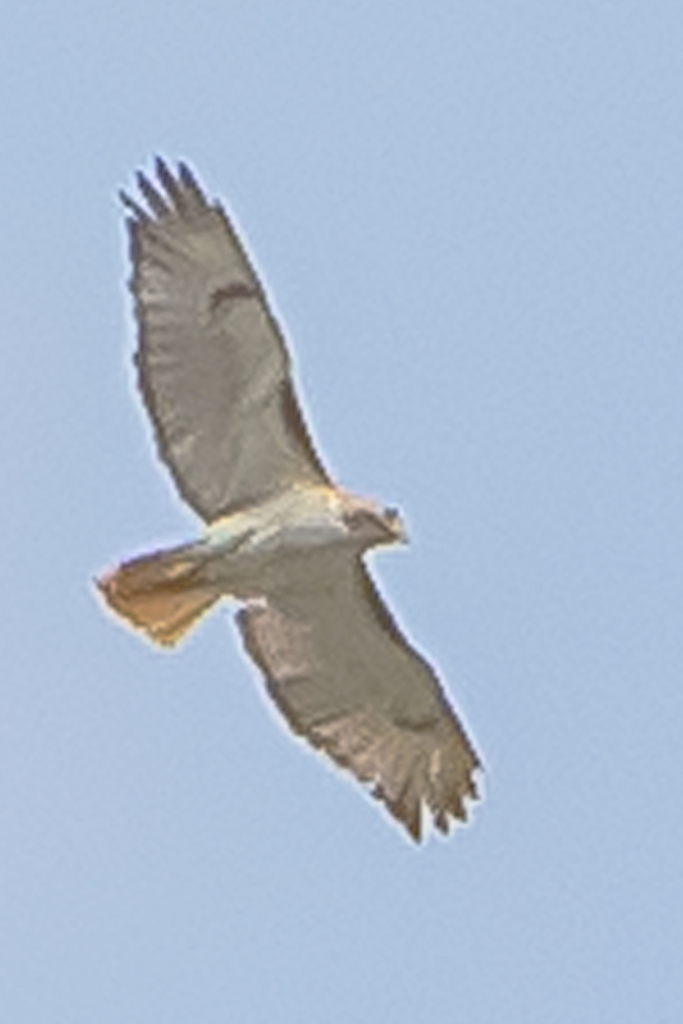 Red-tailed Hawk from Lorton I-95 Landfill, Lorton VA, USA on June 5 ...