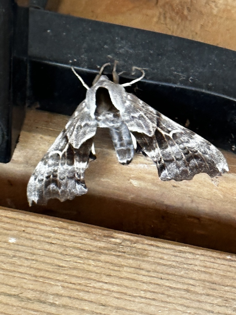 Butterflies and Moths from Harrison Park, MB, CA on June 6, 2023 at 05: ...