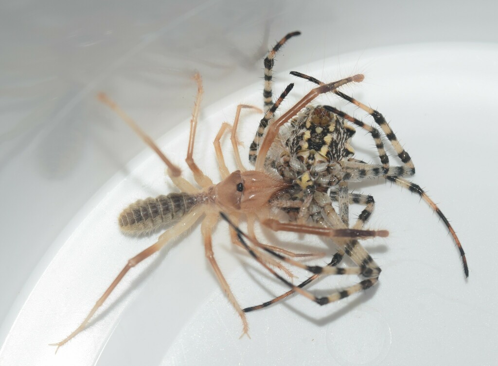 Scorpion-Spiders from Fars Province, Iran on June 5, 2023 at 10:46 AM ...