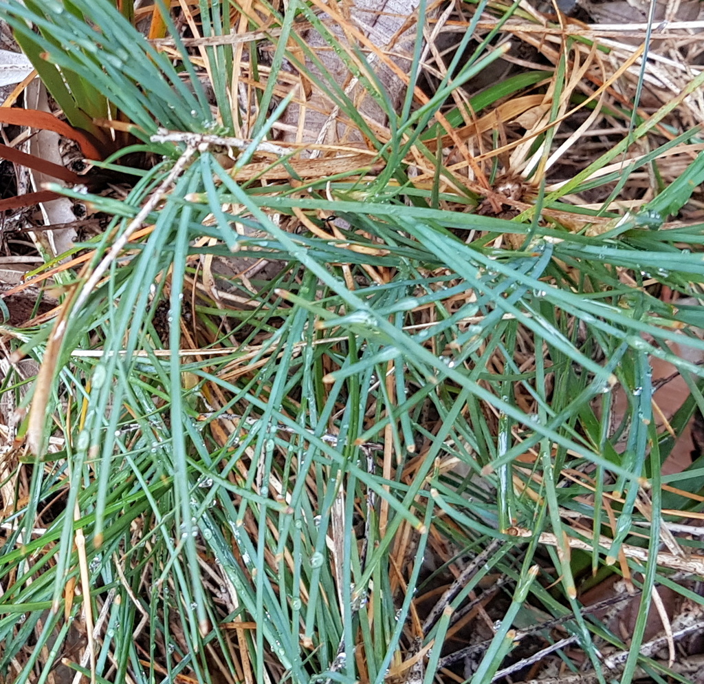 Pale Mat-rush from Royal Nat'l Park NSW 2233, Australia on June 6, 2023 ...