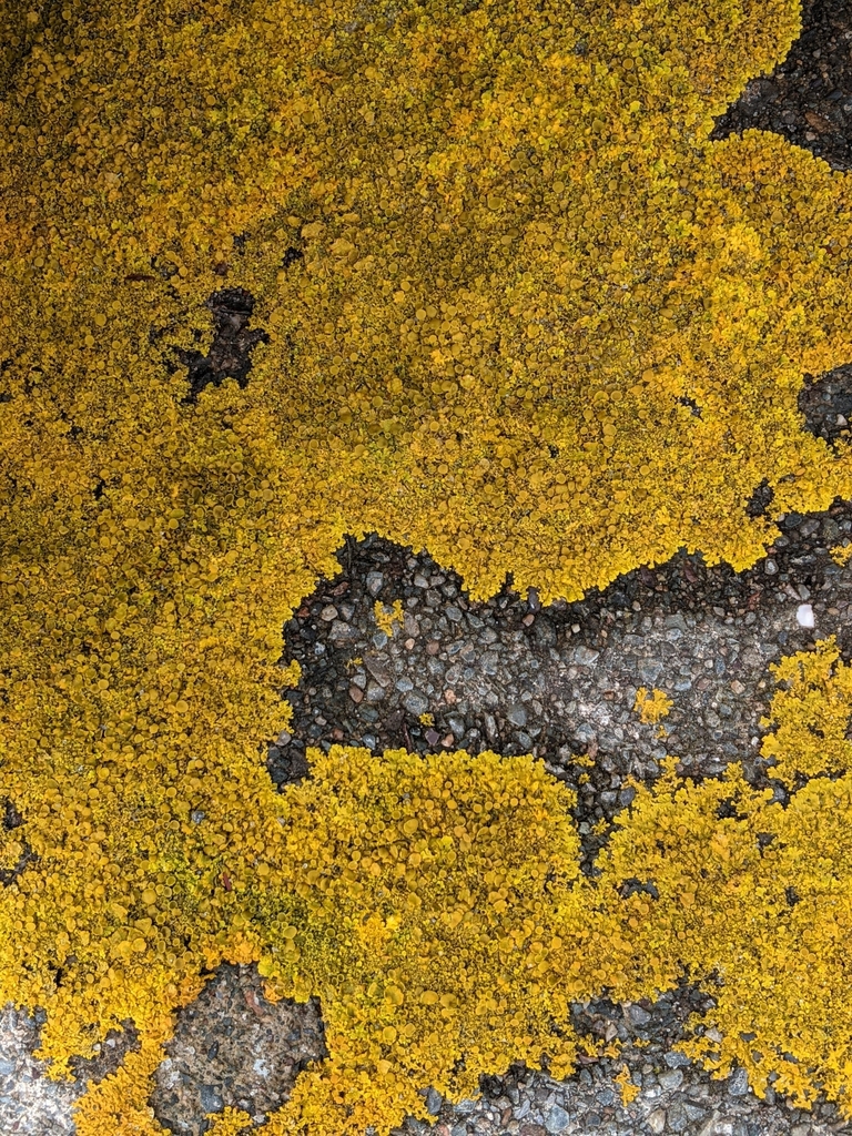 Common Sunburst Lichen from Sable Island, Fishermans Harbour, NS B0J ...