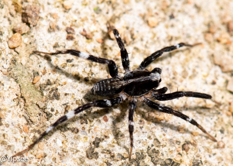 Small Striped Wolf Spiders from Monthathan Waterfall area on June 5 ...