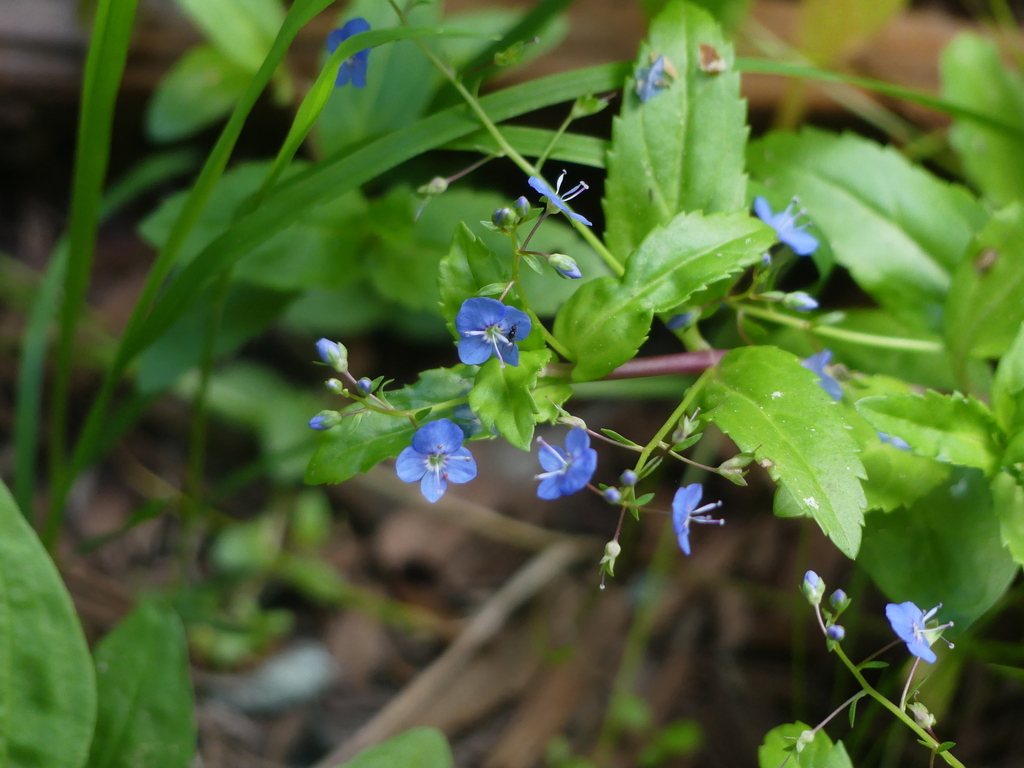 American brooklime from Humboldt County, CA, USA on June 1, 2023 at 05: ...