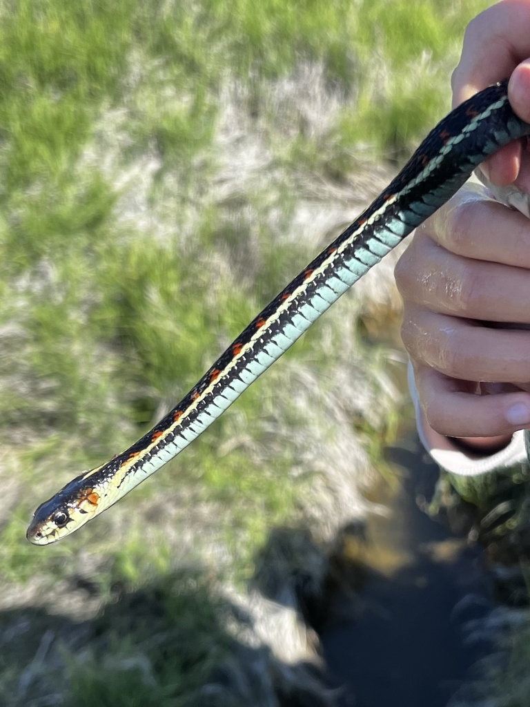 Common Garter Snake from Livingston Bay, Greenbank, WA, US on June 6 ...