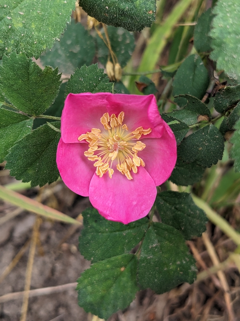Sierran dwarf rose in June 2023 by Aidan Marshall · iNaturalist
