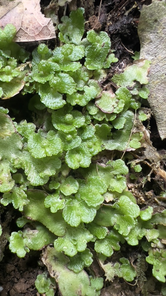 Monoclea gottschei from San José, Costa Rica on May 19, 2023 at 12:52 ...