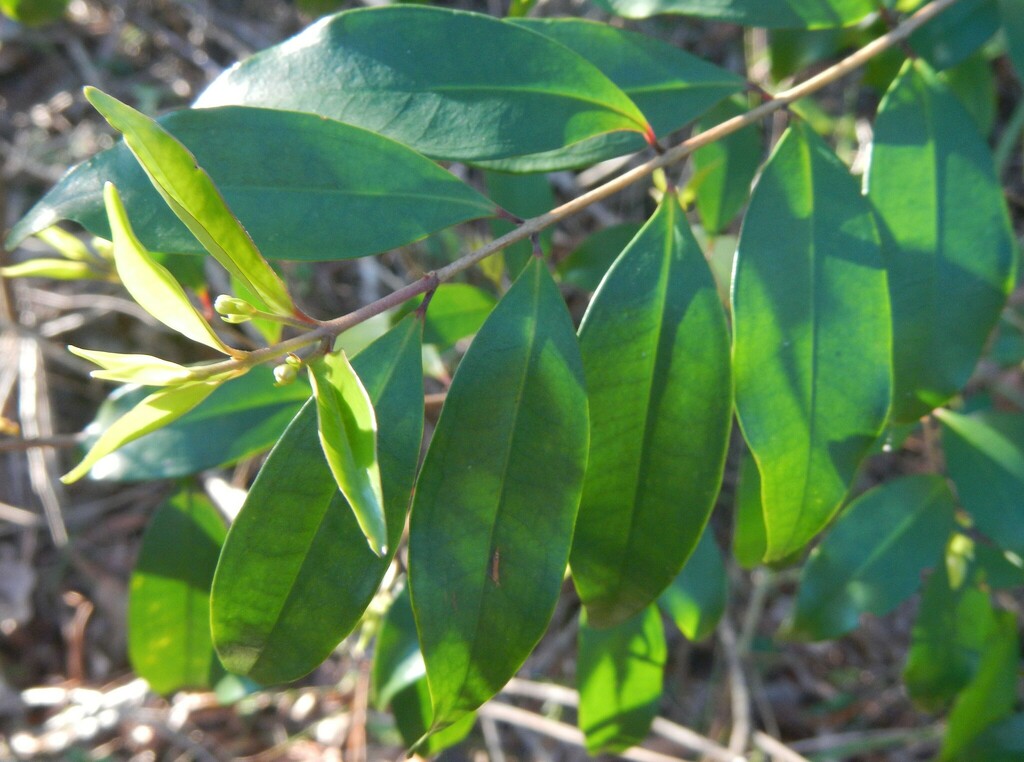 Rose Myrtle in November 2020 by R.M. Small tree in Acacia forest. No ...