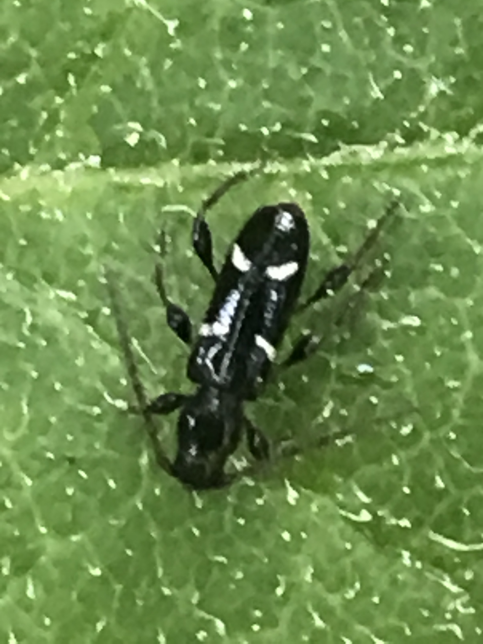 Phymatodes nitidus LeConte, 1874