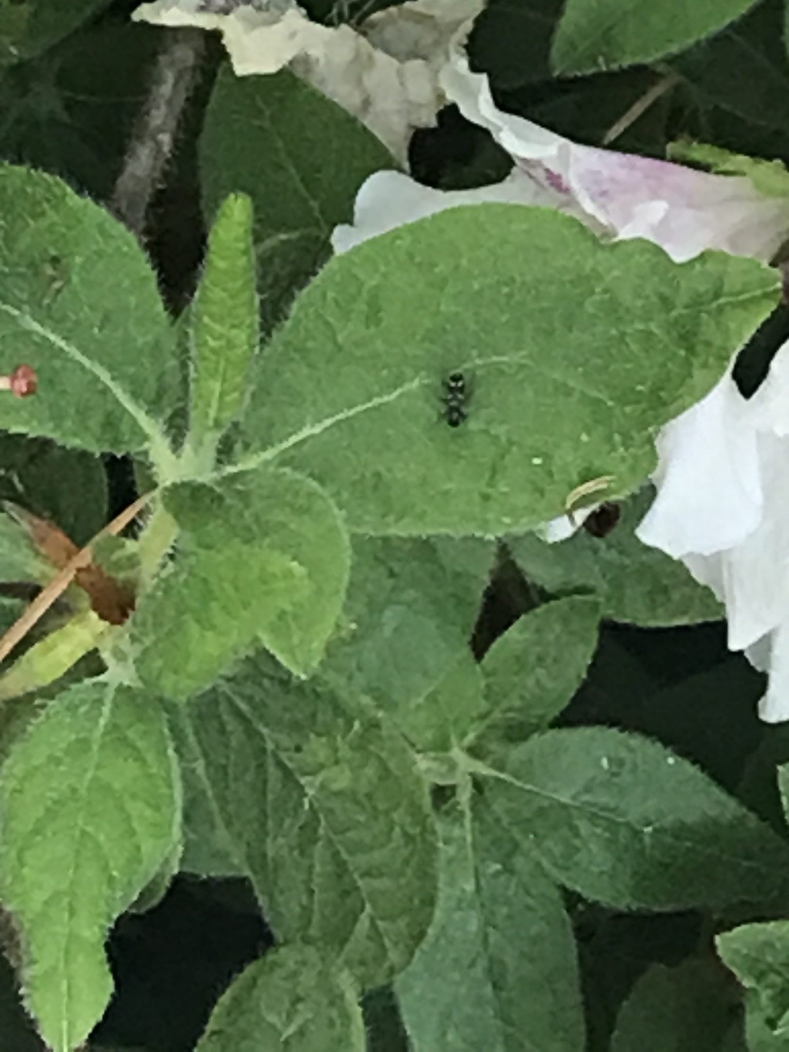 Phymatodes nitidus LeConte, 1874