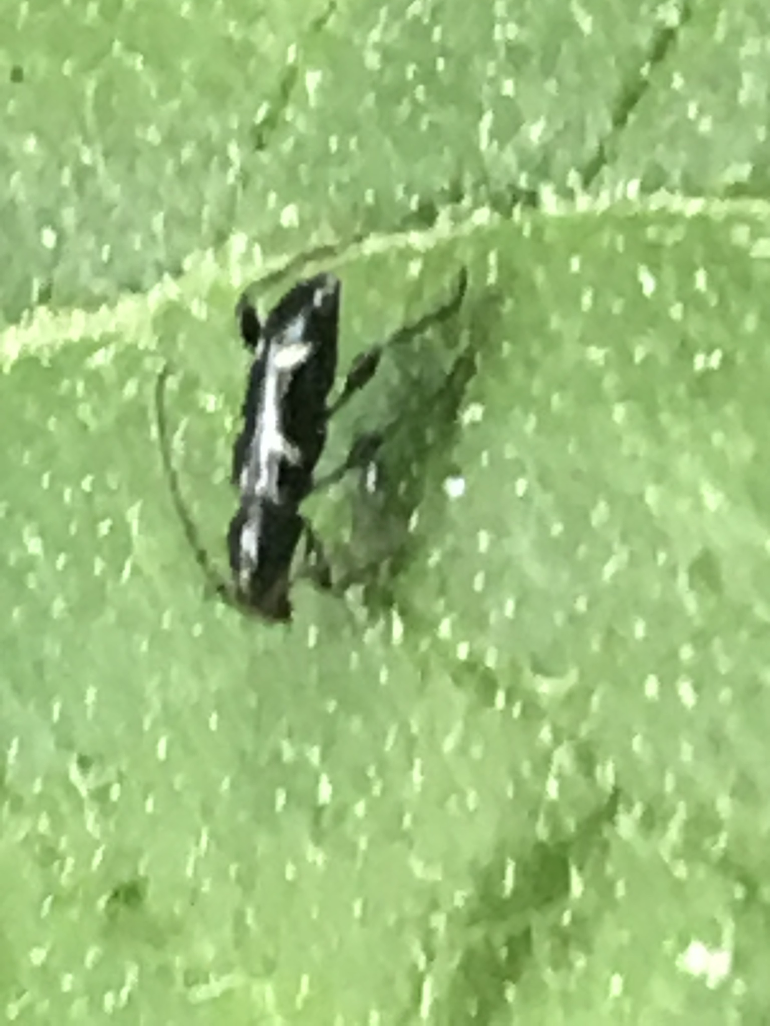 Phymatodes nitidus LeConte, 1874