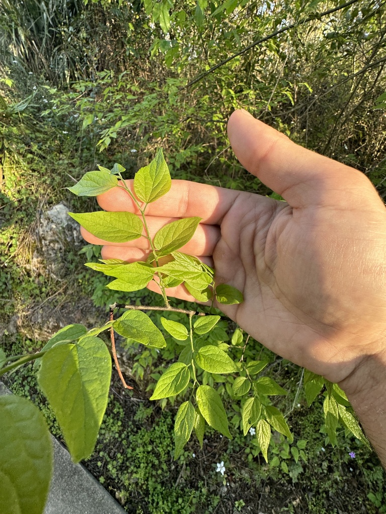 Dwarf Hackberry in March 2023 by Matt Reala · iNaturalist