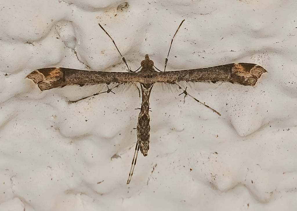 Sage Plume Moth from San Pedro, Los Angeles, CA, USA on June 6, 2023 at ...