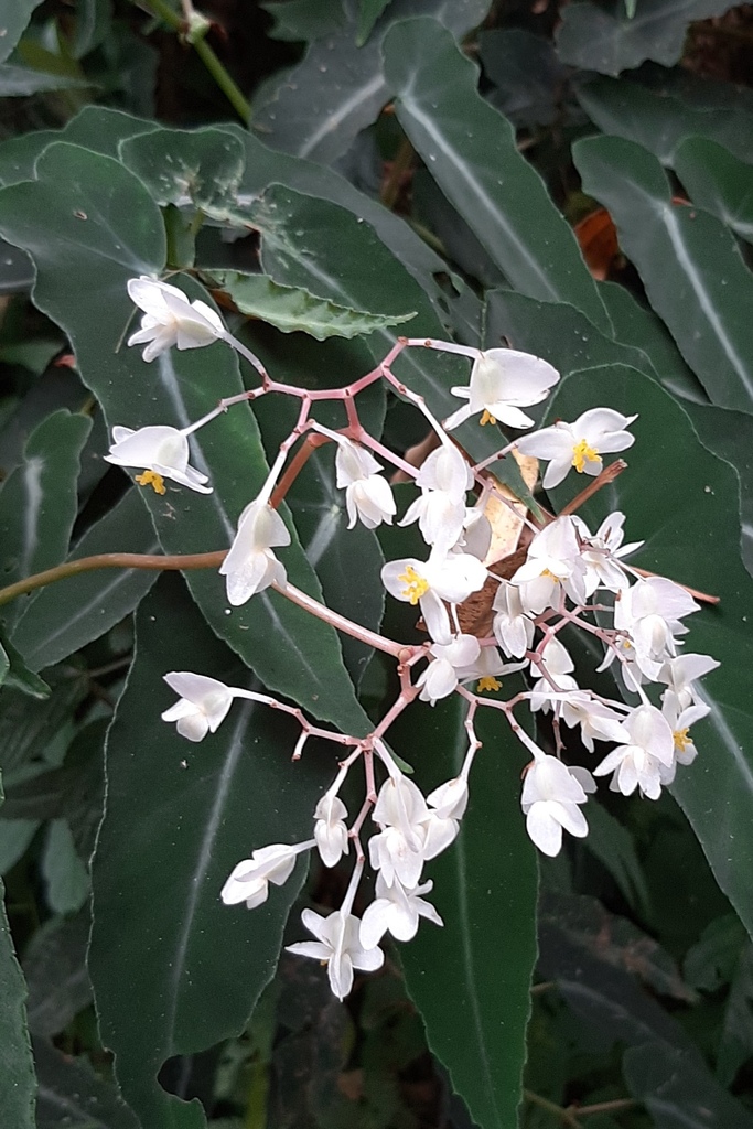 Begonia angularis from Sao Jose dos Campos - State of São Paulo, Brazil ...