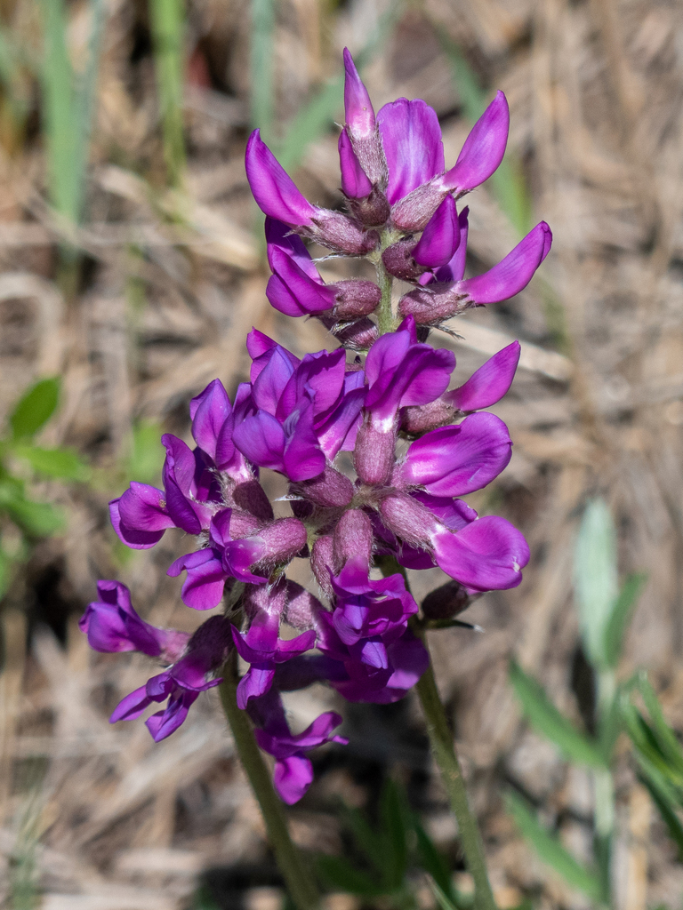 Lambert's Locoweed from Jefferson County, CO, USA on June 6, 2023 at 09 ...