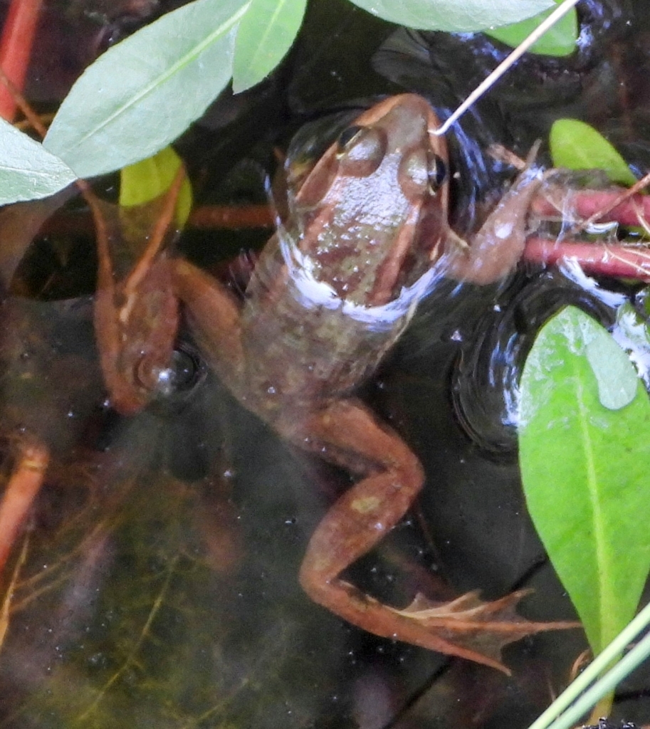 Carpenter Frog from East Lake, NC 27953, USA on June 6, 2023 at 07:59 ...