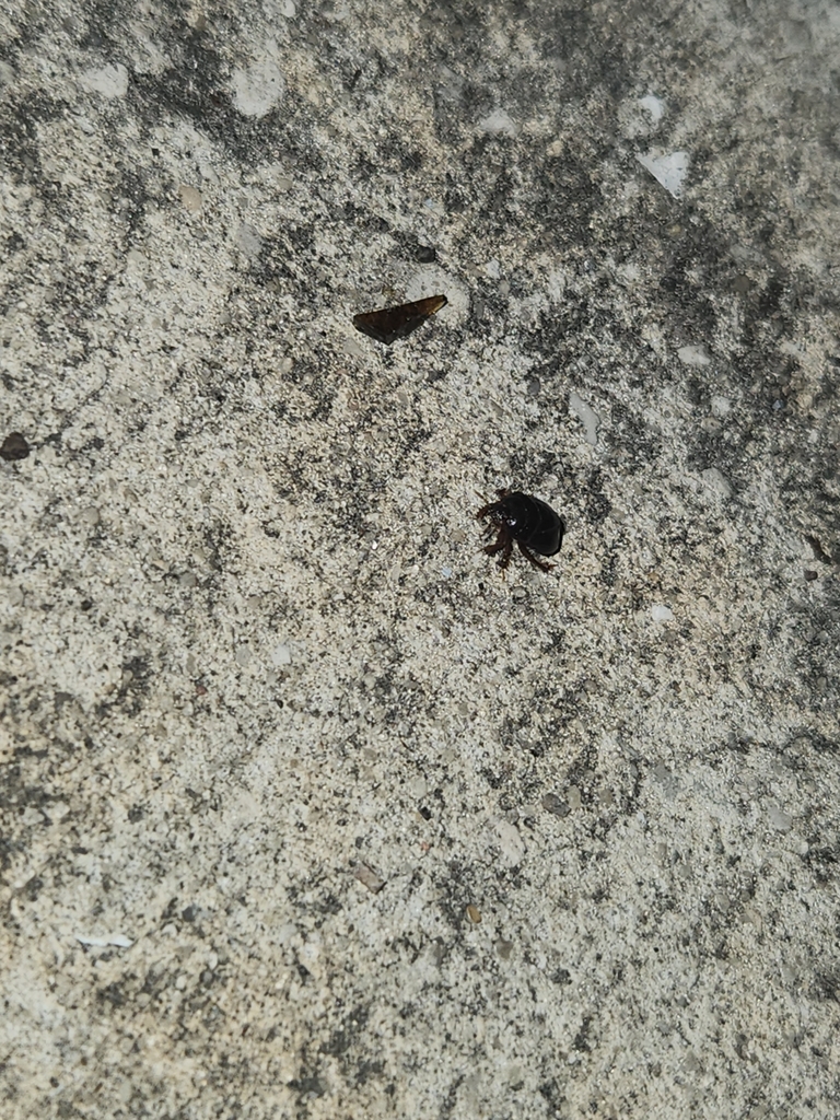 Burrowing Bugs from Bowling Green on June 6, 2023 at 09:10 PM by ...