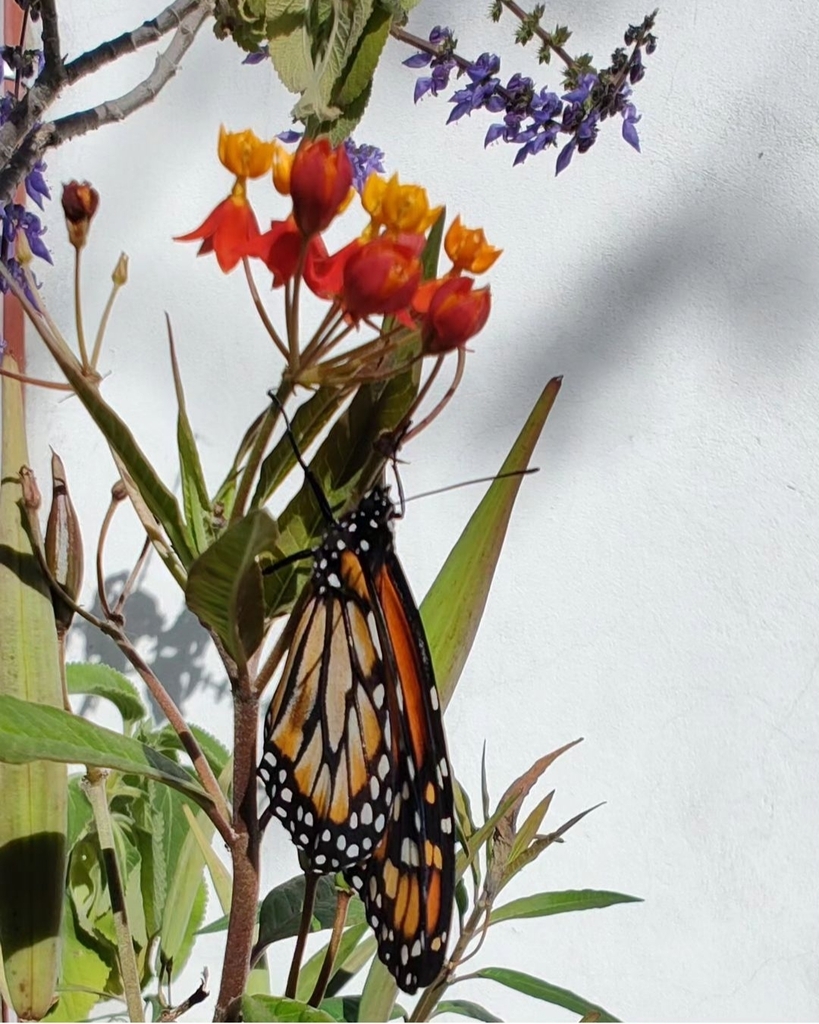 Southern Monarch from Bella Vista on June 5, 2023 at 02:44 PM by ...