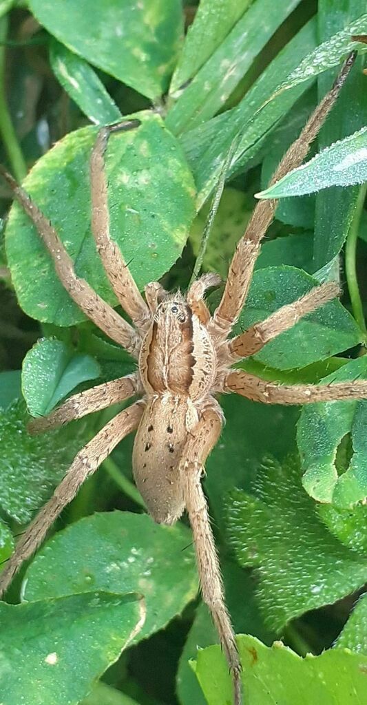 Nurseryweb spider on January 5, 2023 at 02:45 PM by dinictis. Found ...