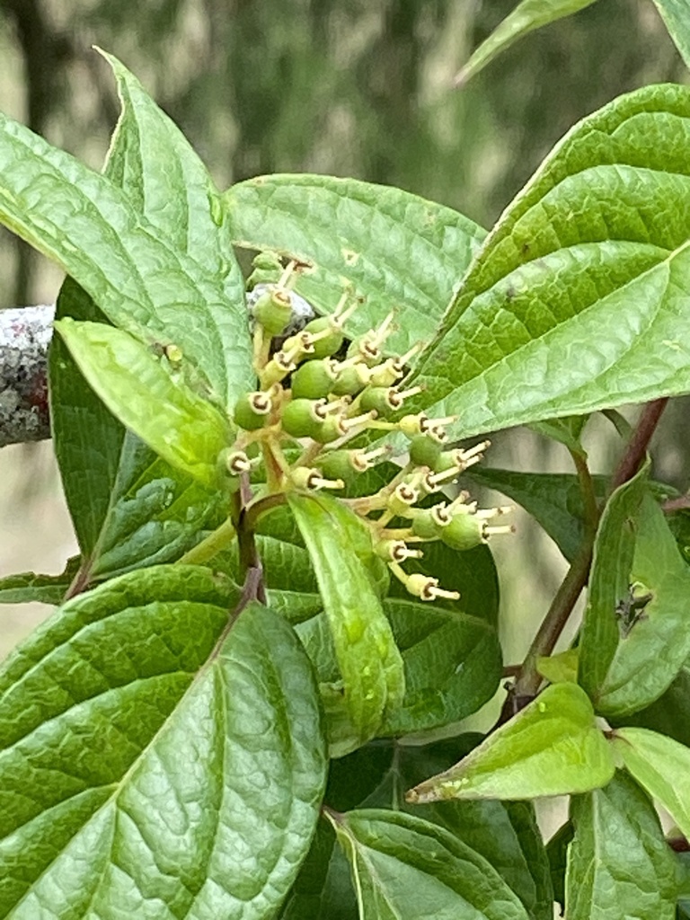 (Cornus excelsa) - Botanical Realm