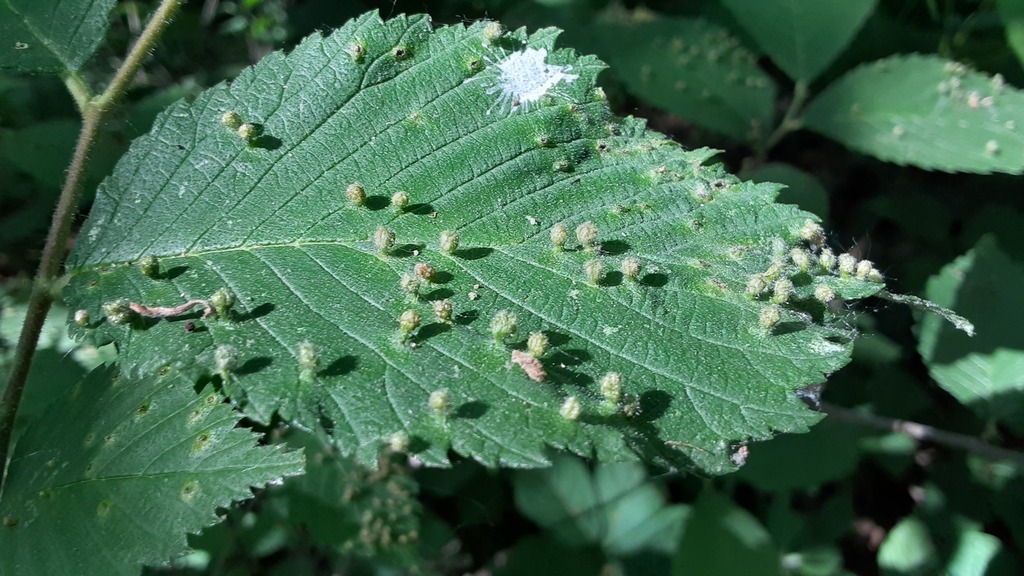 Elm Leaf Gall Mite from Lasalle County, IL, USA on May 26, 2023 at 04: ...