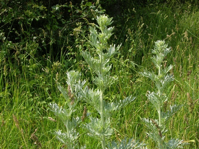 armoise absinthe (GENplants) · iNaturalist