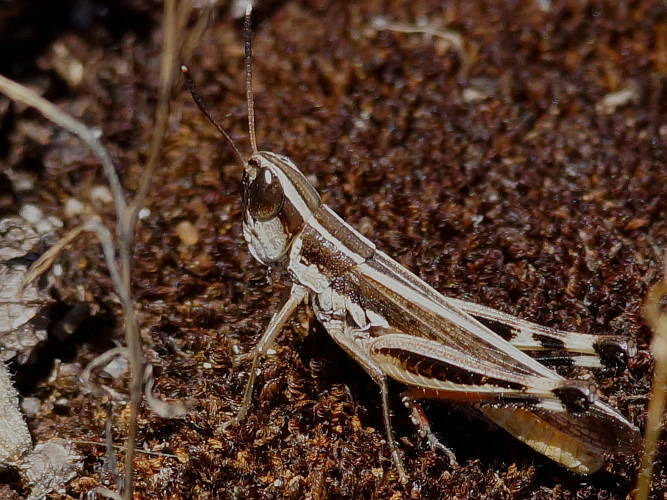 Common Macrotona from Swan Reach Conservation Park, SA, AU on January ...