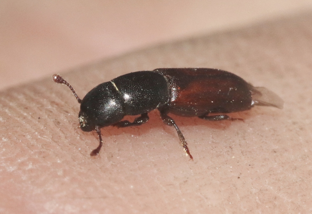 Pityophagus rufipennis from San Bernardino County, CA, USA on May 13 ...
