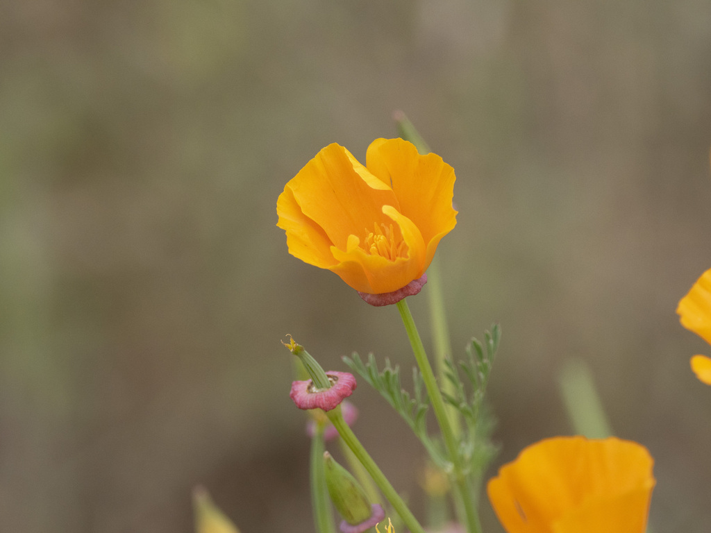 California poppy from Vista, CA, USA on June 6, 2023 at 11:01 AM by ...