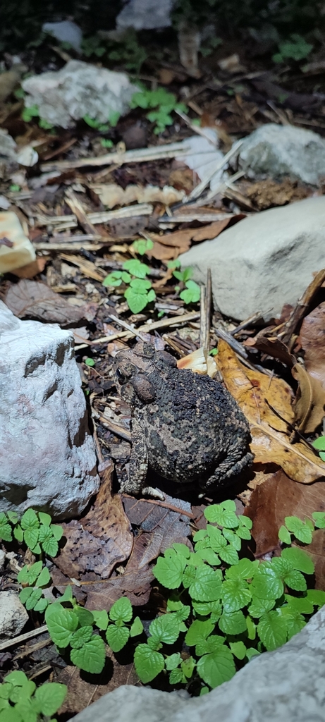 Pine Toad from San Diego la Mesa Tochimiltzingo, MX-PU, MX on June 6 ...
