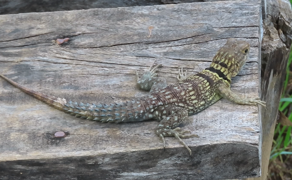 Cuvier's Madagascar Swift from Marovoay, Madagascar on March 27, 2023 ...